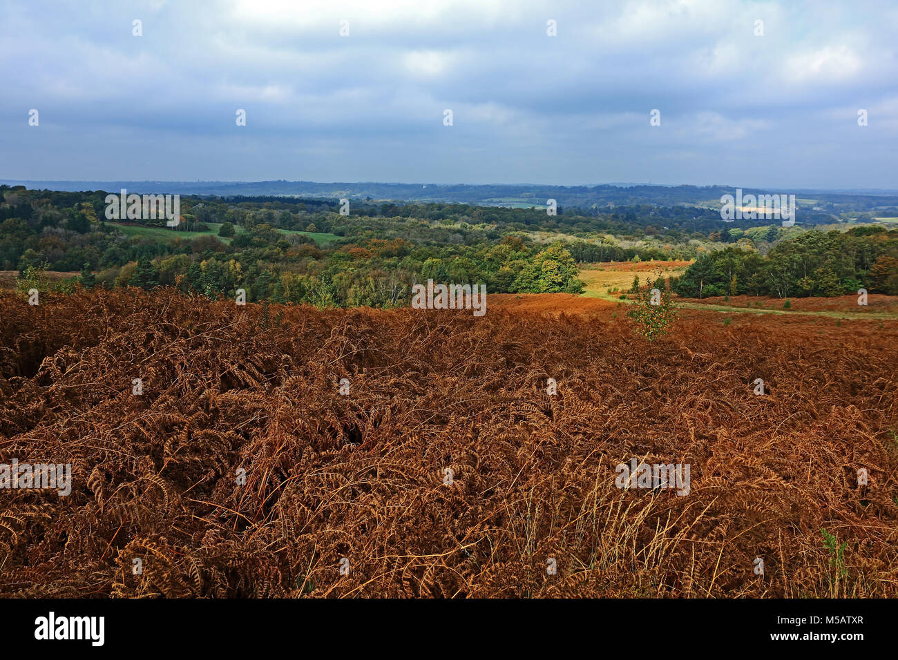 Ashdown forest hi-res stock photography and images - Alamy