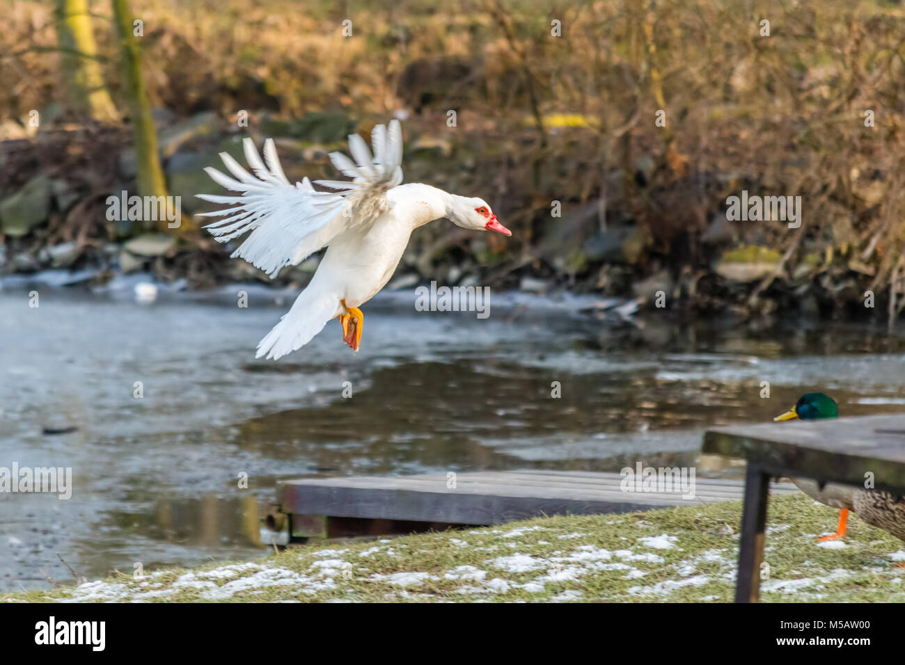 Nice white duck or muscovy duck landing on grass near lake. Partialy ...