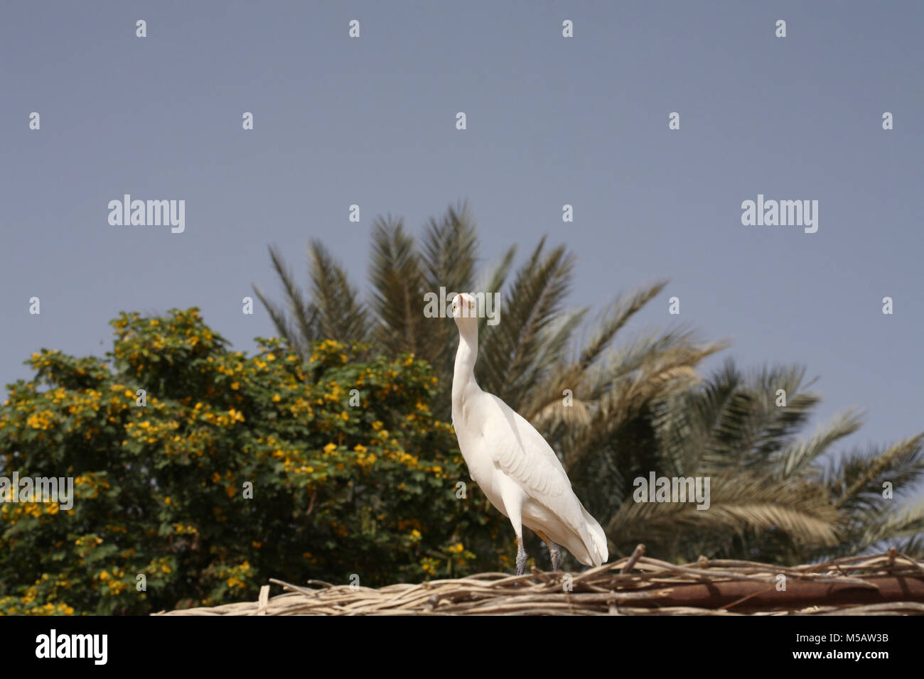 Egypt bird hi-res stock photography and images - Alamy