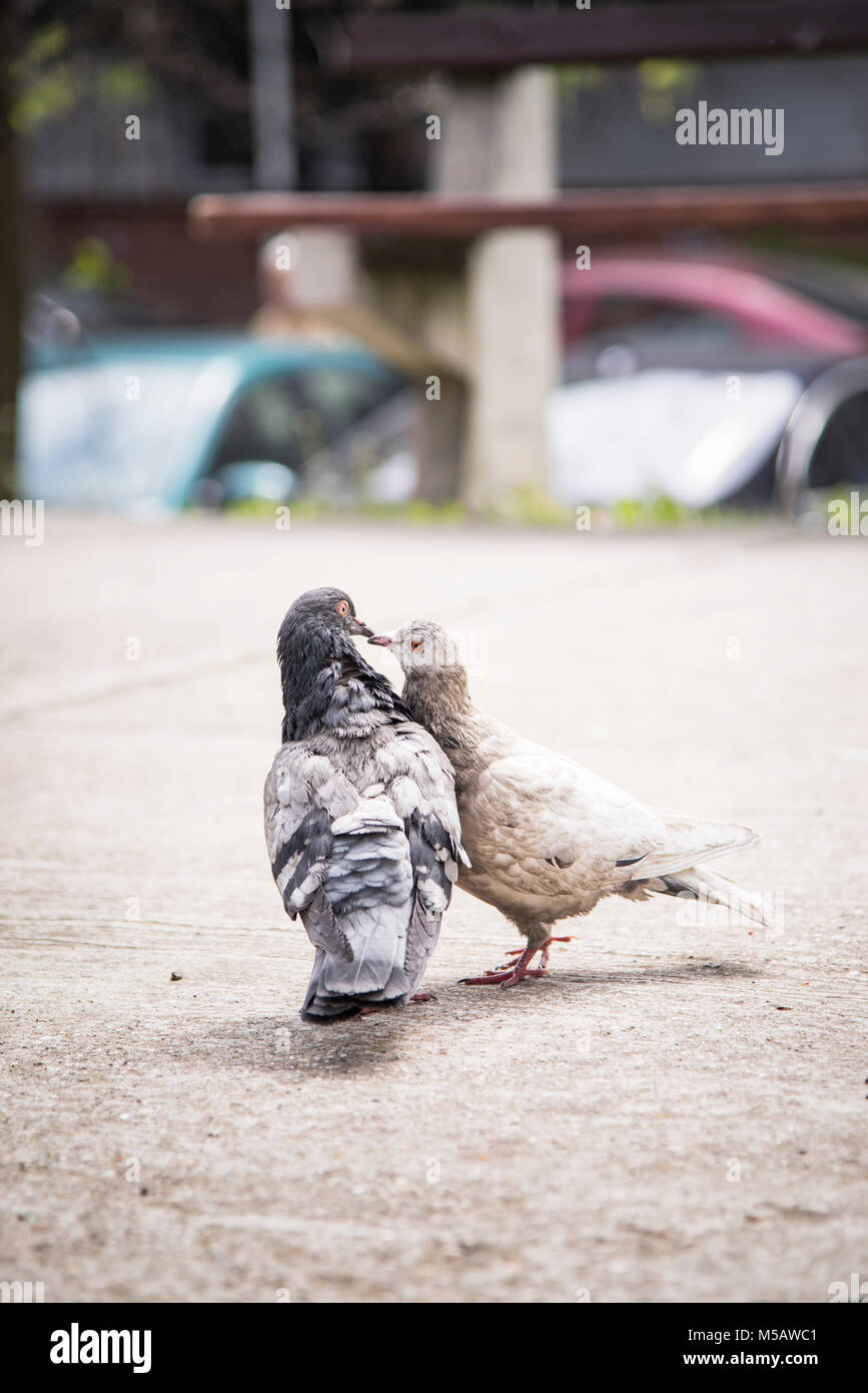 Adorable couple kissing in hi-res stock photography and images - Alamy