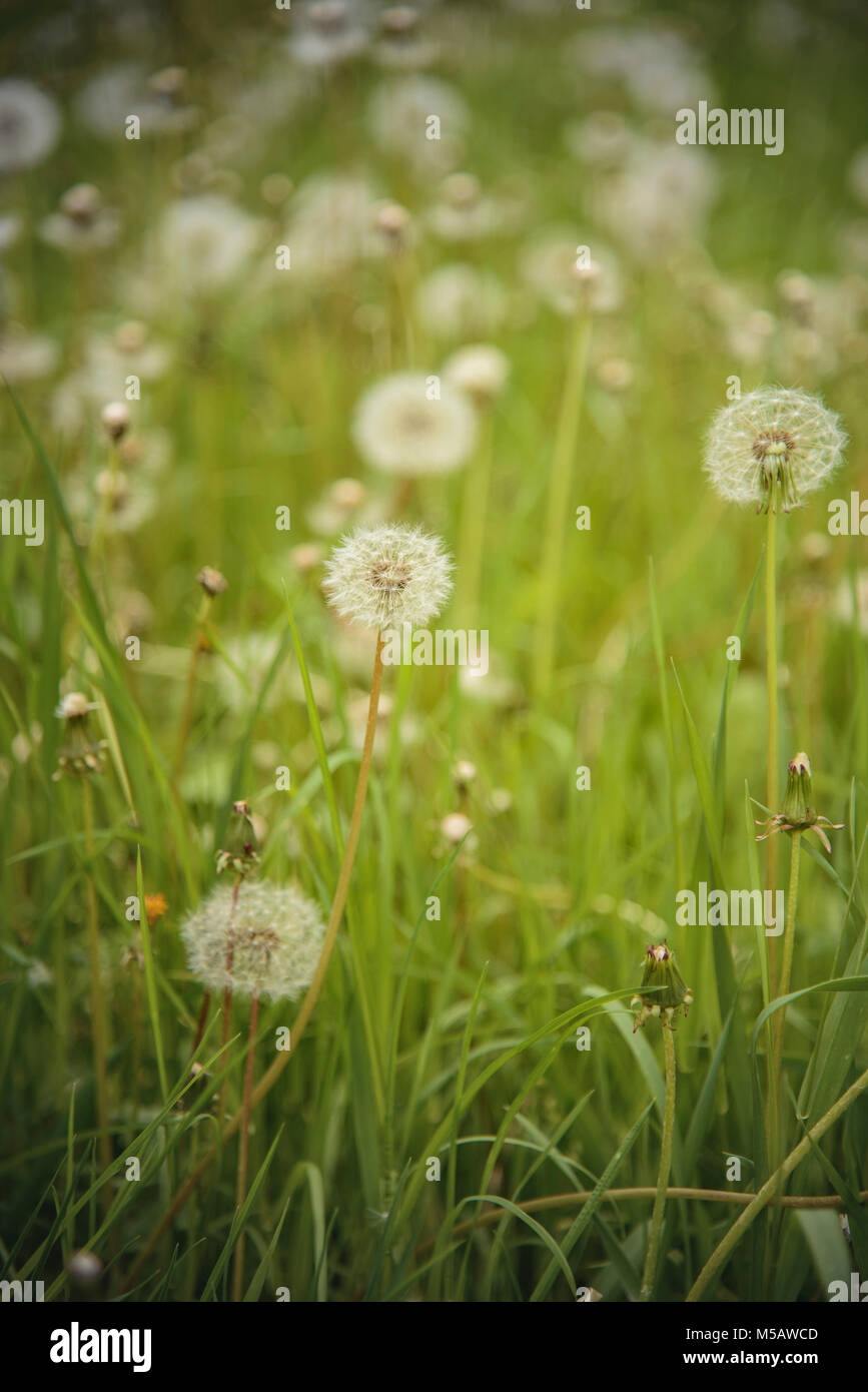 Tall dandelion hi-res stock photography and images - Alamy
