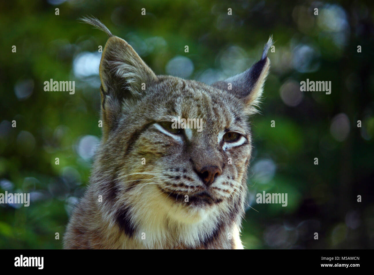 Largest predator hi-res stock photography and images - Alamy