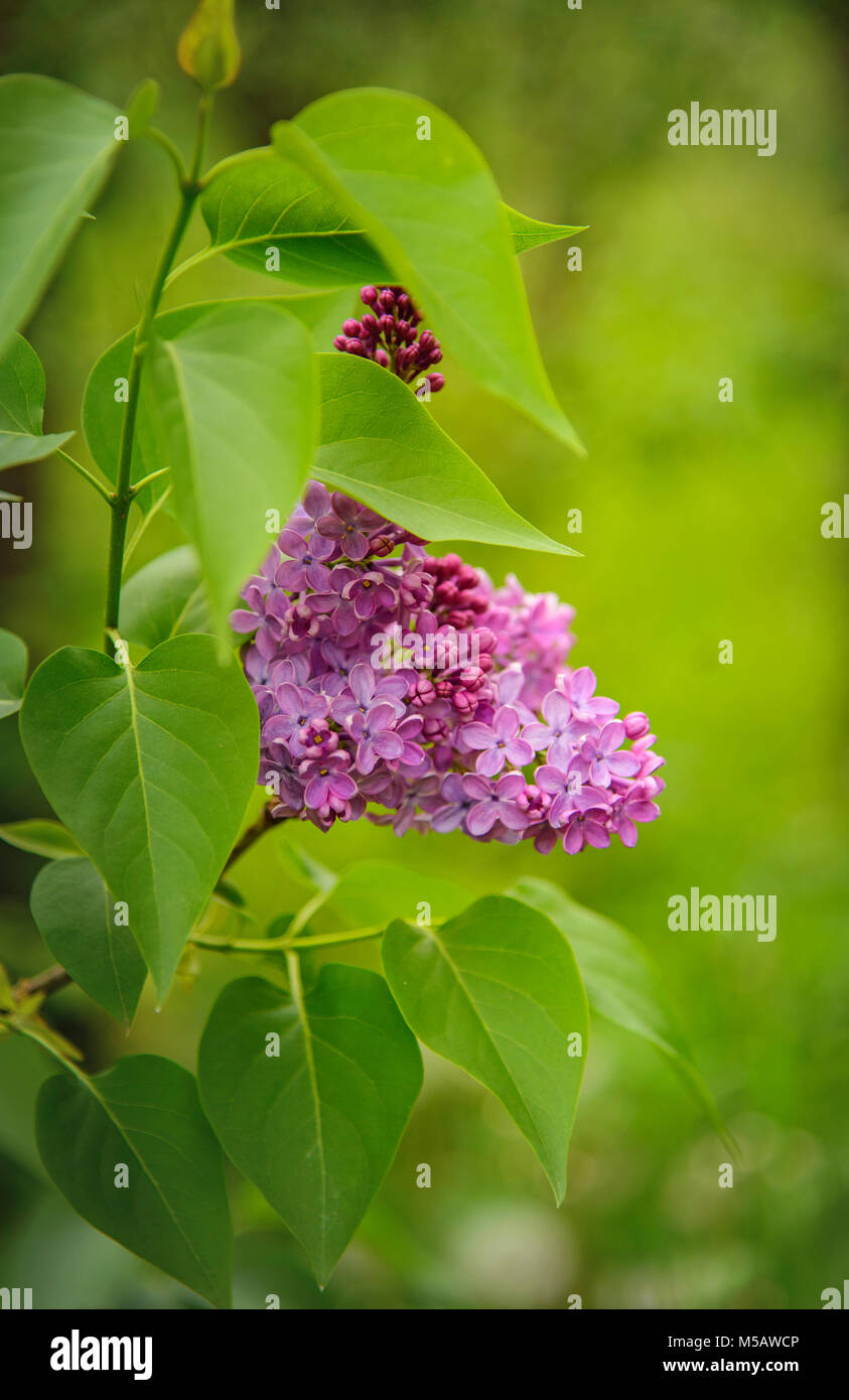 Beautiful violet blossom flower Stock Photo - Alamy