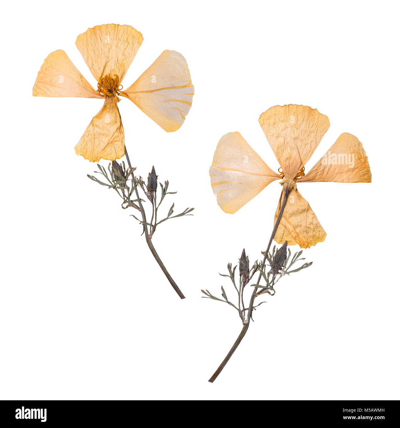 Dried and pressed the spring flowers isolated on white background ...