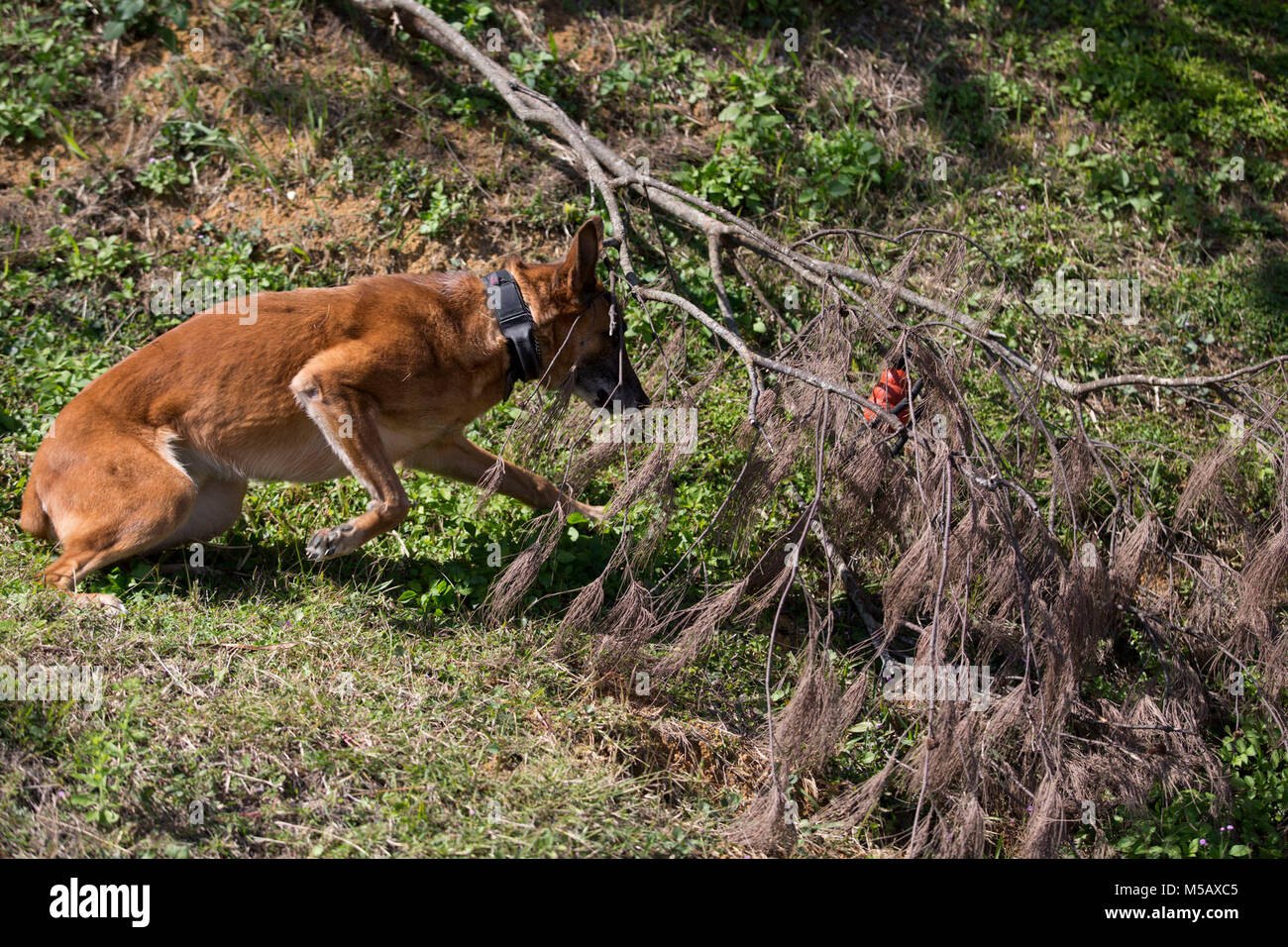 Kadena air base dog hi-res stock photography and images - Alamy