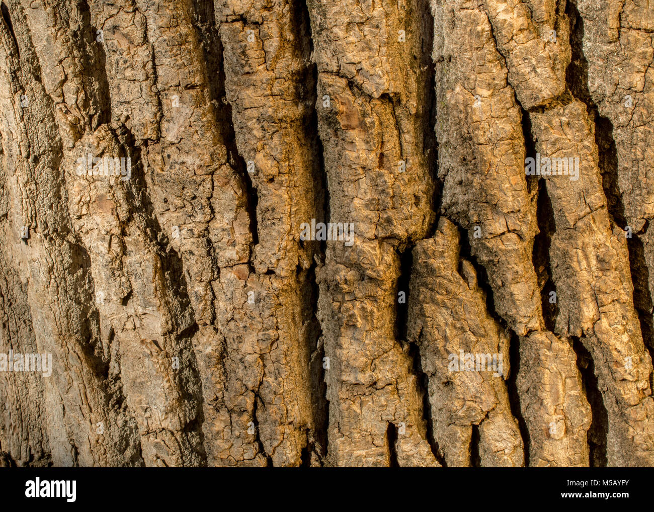 Closeup on the bark of a Populus tree- texture or background Stock ...