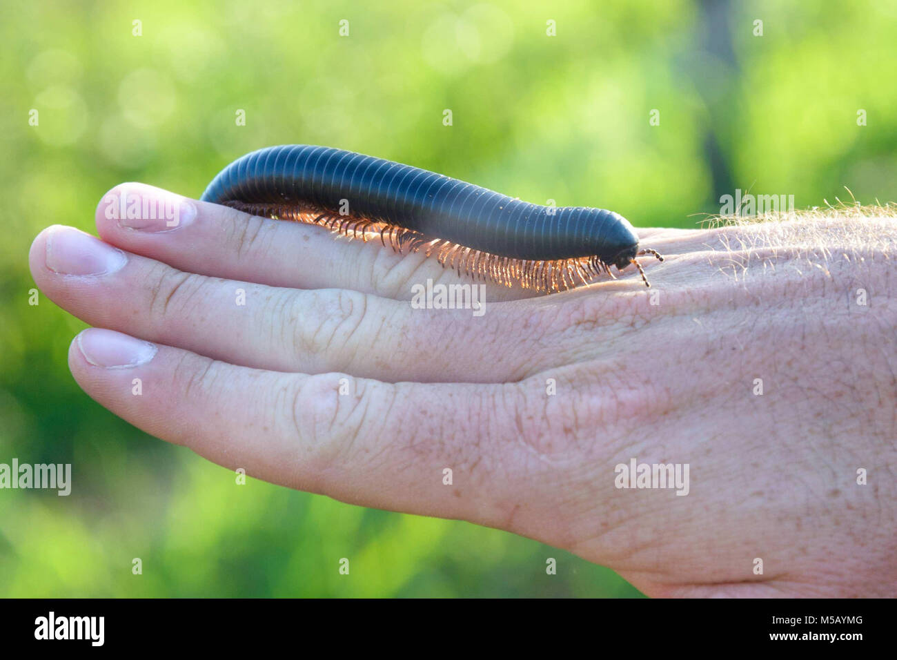 African Centipede High Resolution Stock Photography and Images - Alamy