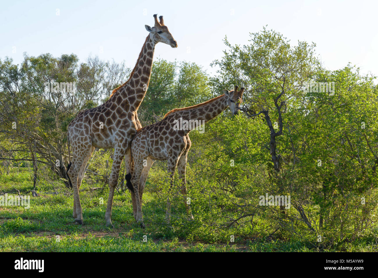 Group giraffes in bush in hi-res stock photography and images - Alamy