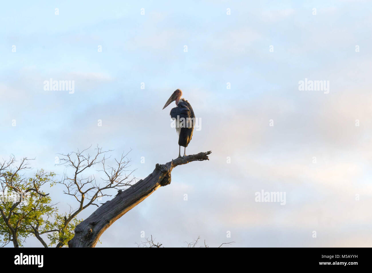 Black Marabou Feather High Resolution Stock Photography and Images - Alamy