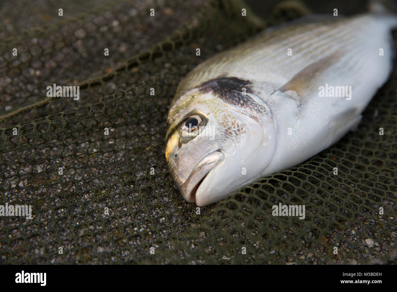 Gold line sea bream hi-res stock photography and images - Alamy