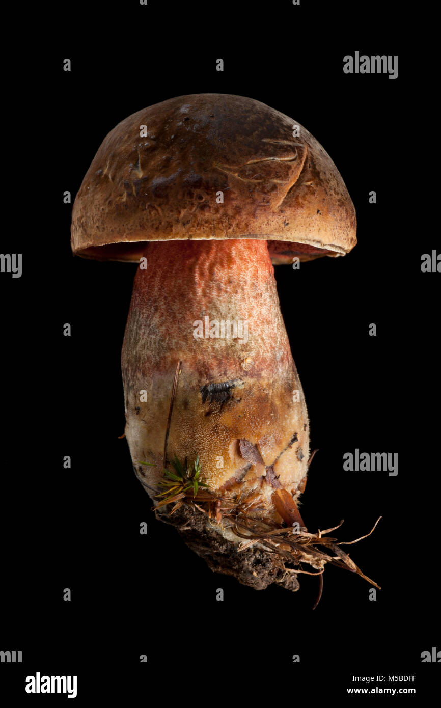 A single Scarletina bolete, Neoboletus luridiformis on a black ...