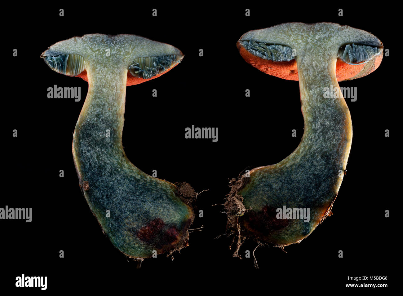 A Scarletina bolete on a black background that has been halved to show ...