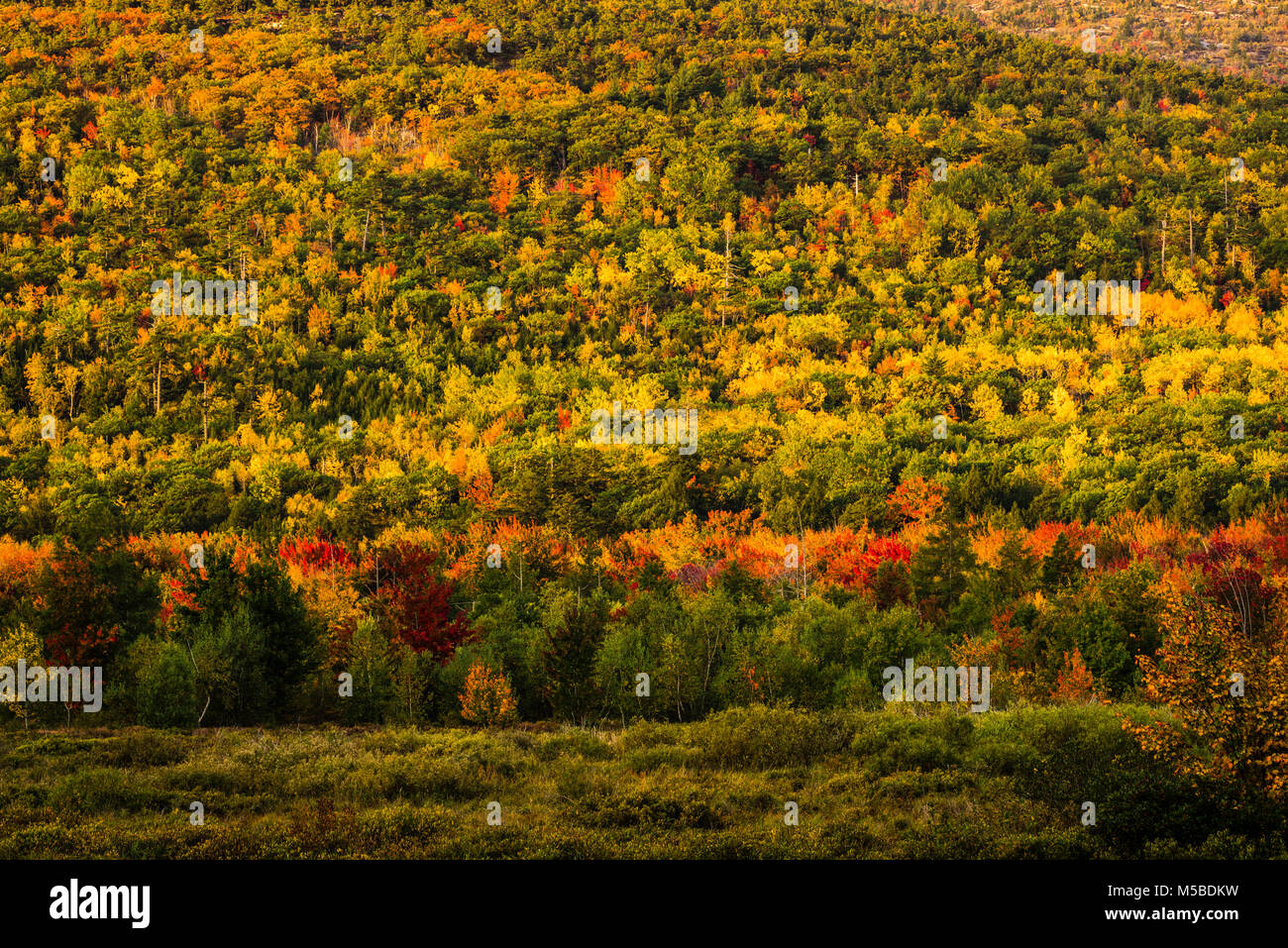 Acadia National Park Mount Desert Island, Maine, USA Stock Photo - Alamy
