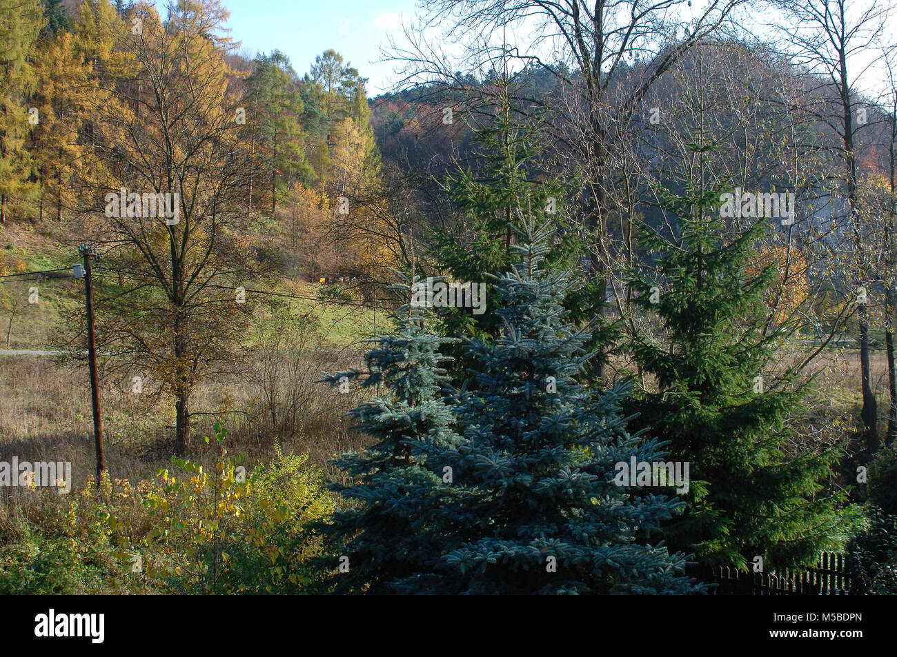 Forest Trees Late Fall Autumn, with Golden Dry Leaves Stock Photo - Alamy