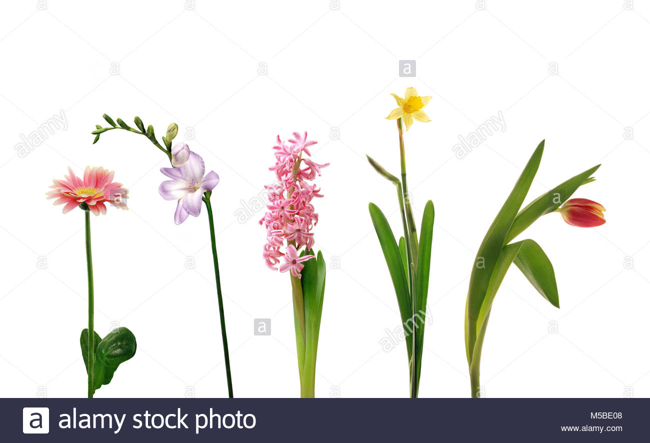 Daffodil Collection High Resolution Stock Photography and Images - Alamy