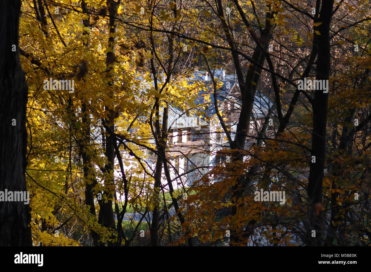 Forest Trees Late Fall Autumn, with Golden Dry Leaves Stock Photo - Alamy