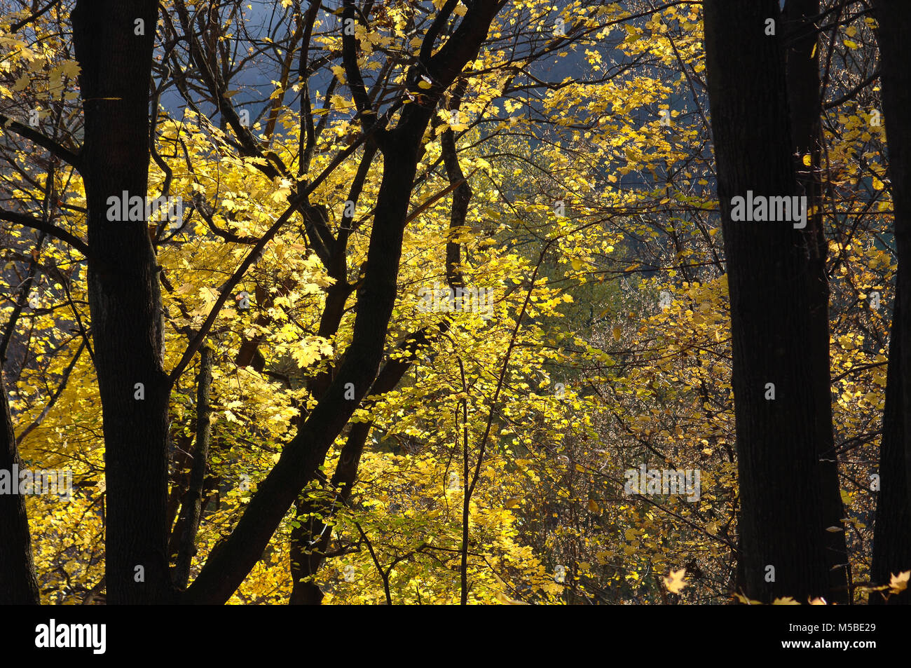 Forest Trees Late Fall Autumn, with Golden Dry Leaves Stock Photo - Alamy