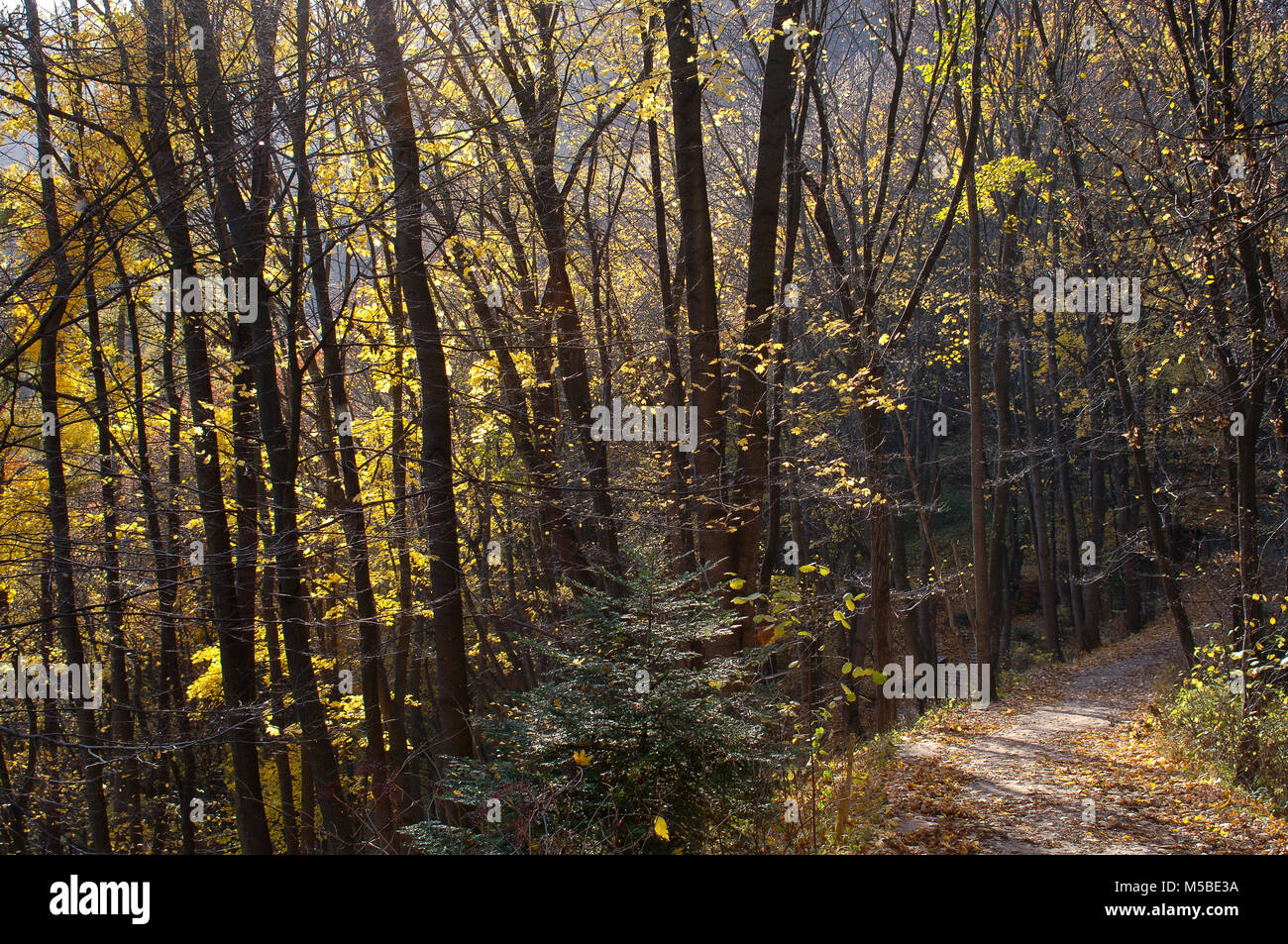 Forest Trees Late Fall Autumn, with Golden Dry Leaves Stock Photo - Alamy