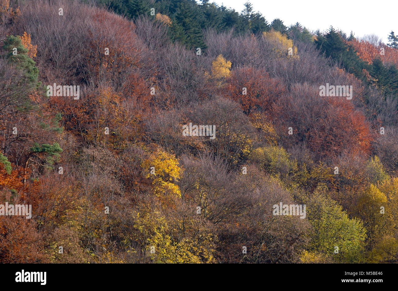 Forest Trees Late Fall Autumn, with Golden Dry Leaves Stock Photo - Alamy