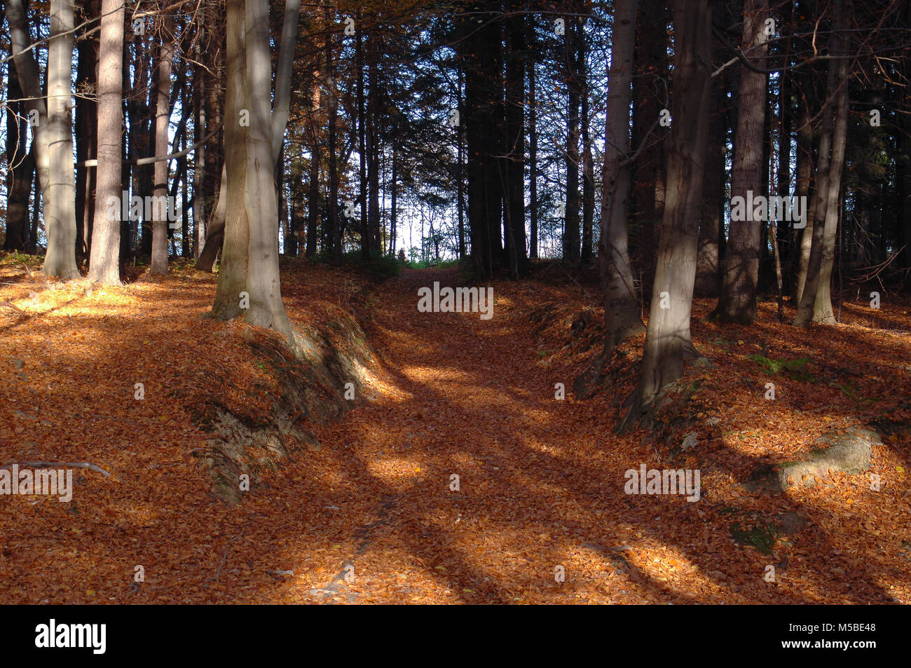 Path In The Forest with Trees Late Fall Autumn, with Golden Dry Leaves ...