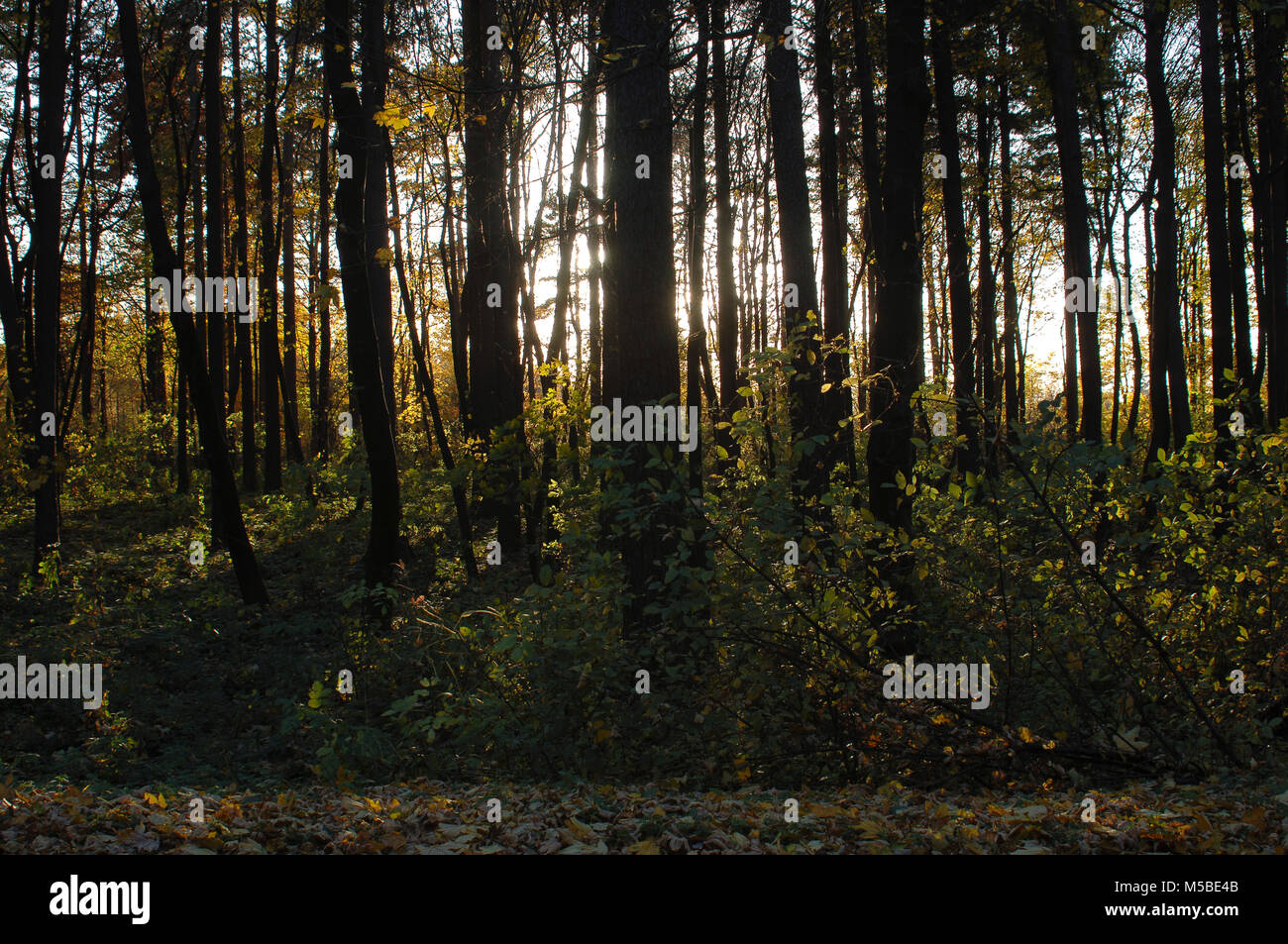 Forest Trees Late Fall Autumn, with Golden Dry Leaves Stock Photo - Alamy