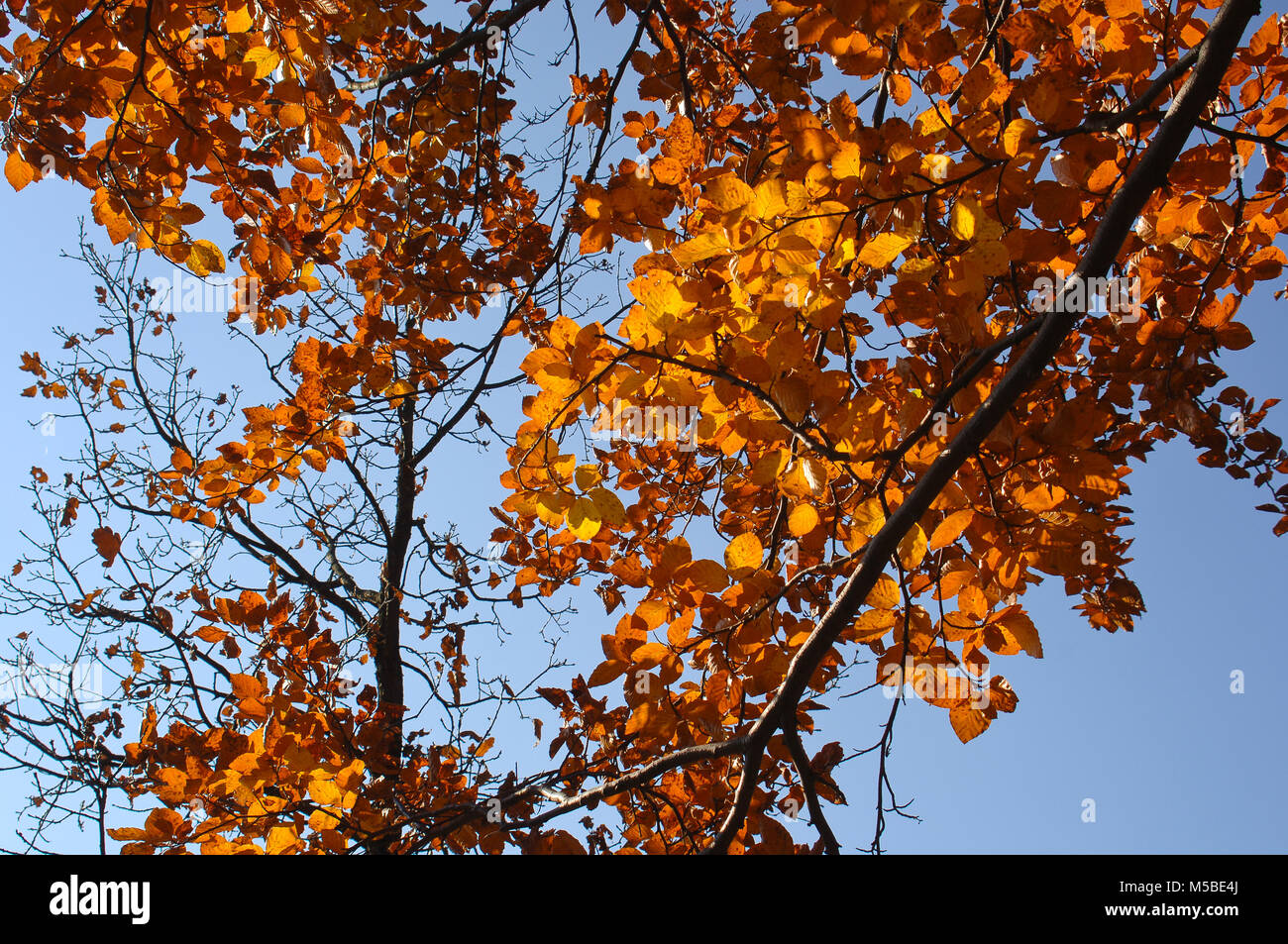 Forest Trees Late Fall Autumn, with Golden Dry Leaves Stock Photo - Alamy