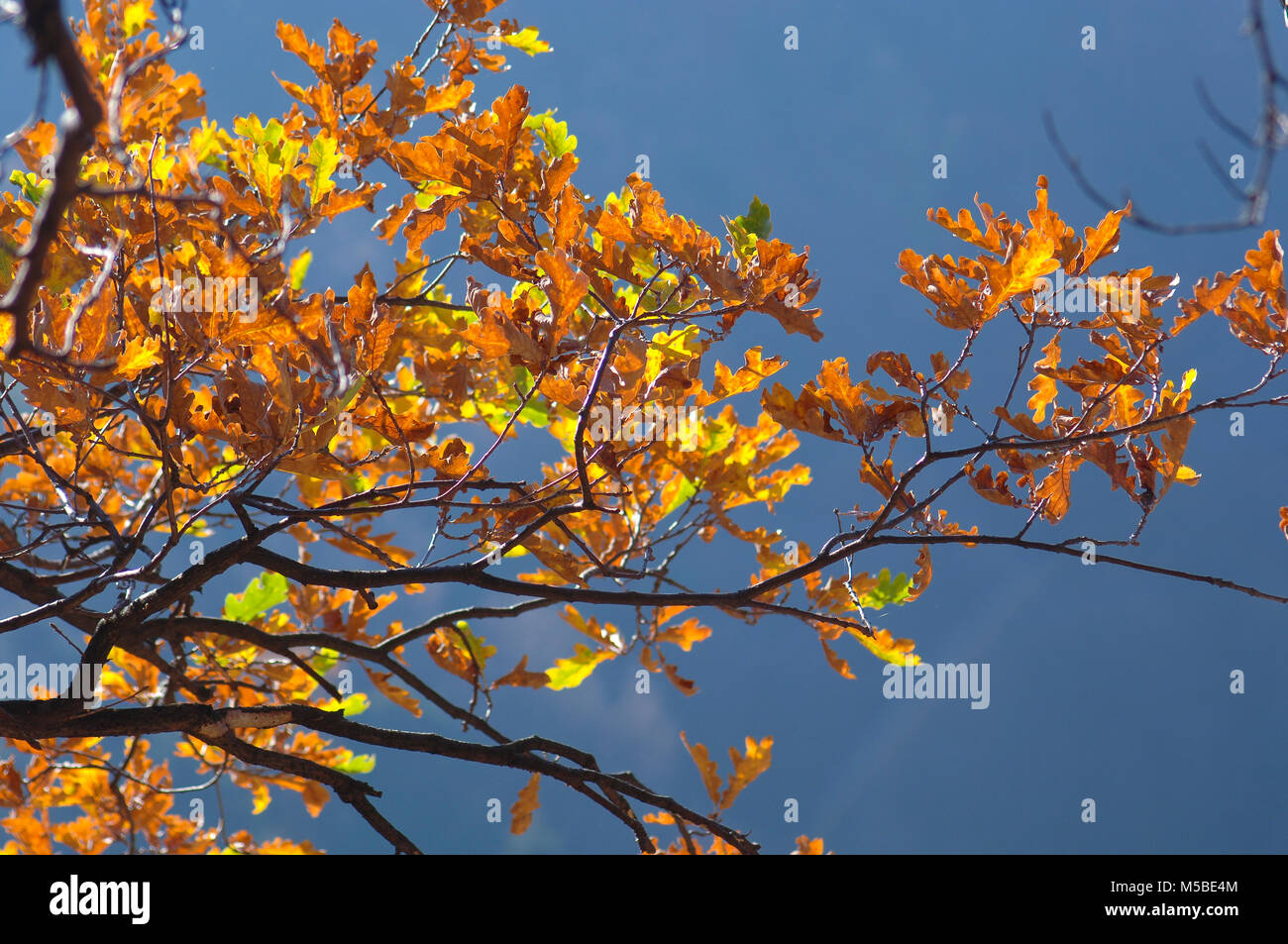 Forest Trees Late Fall Autumn, with Golden Dry Leaves Stock Photo - Alamy