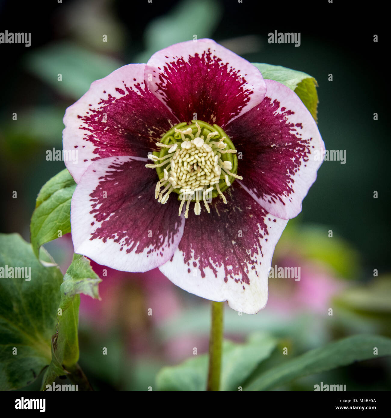 Helebores in January, South West England Stock Photo - Alamy