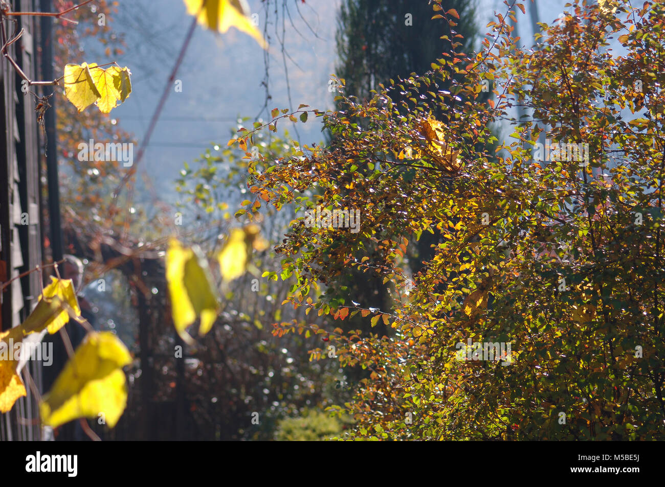 Forest Trees Late Fall Autumn, with Golden Dry Leaves Stock Photo - Alamy