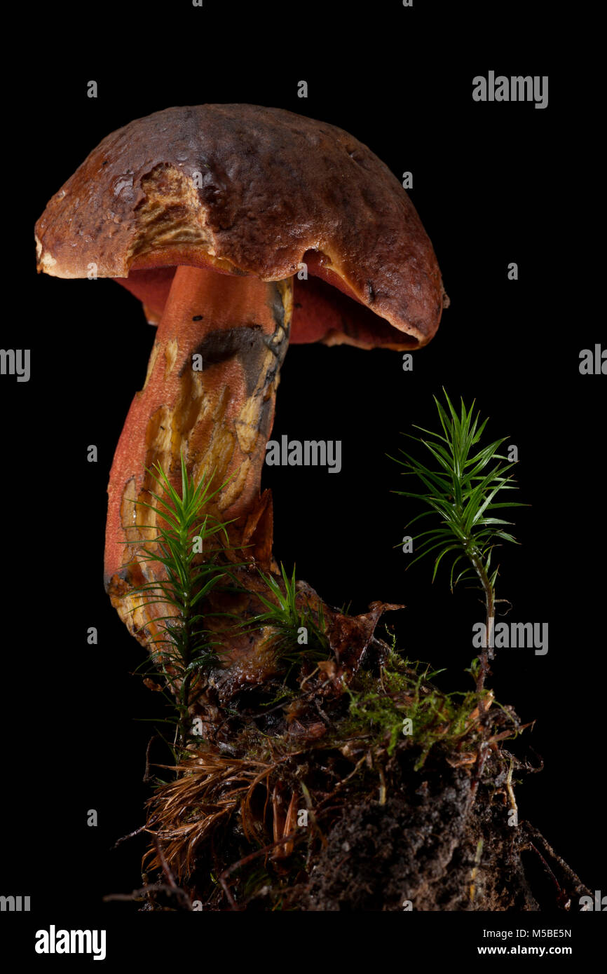 A single Scarletina bolete, Neoboletus luridiformis on a black ...