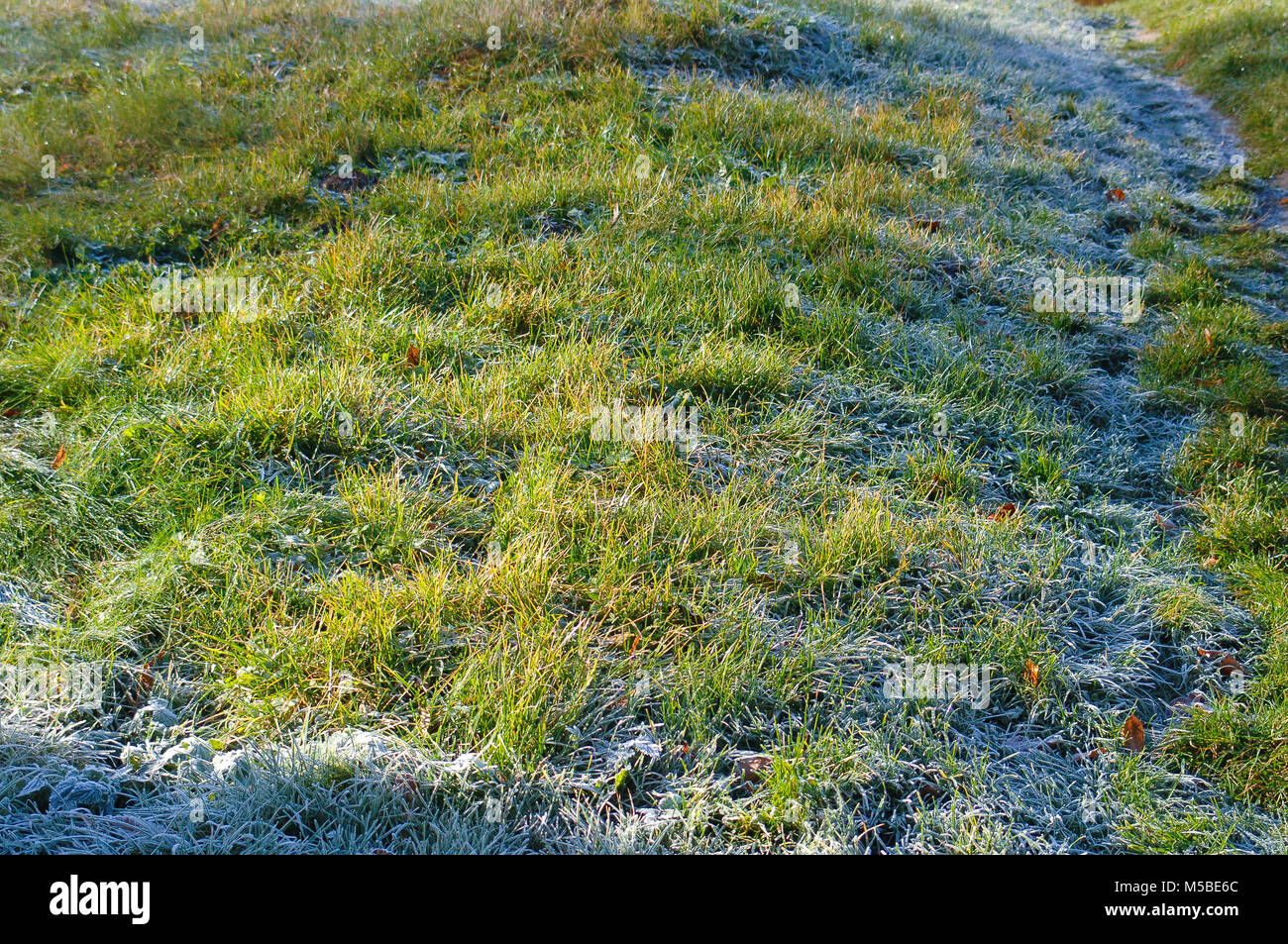 Frozen Grass In The Shadow on a Sunny Day Stock Photo - Alamy