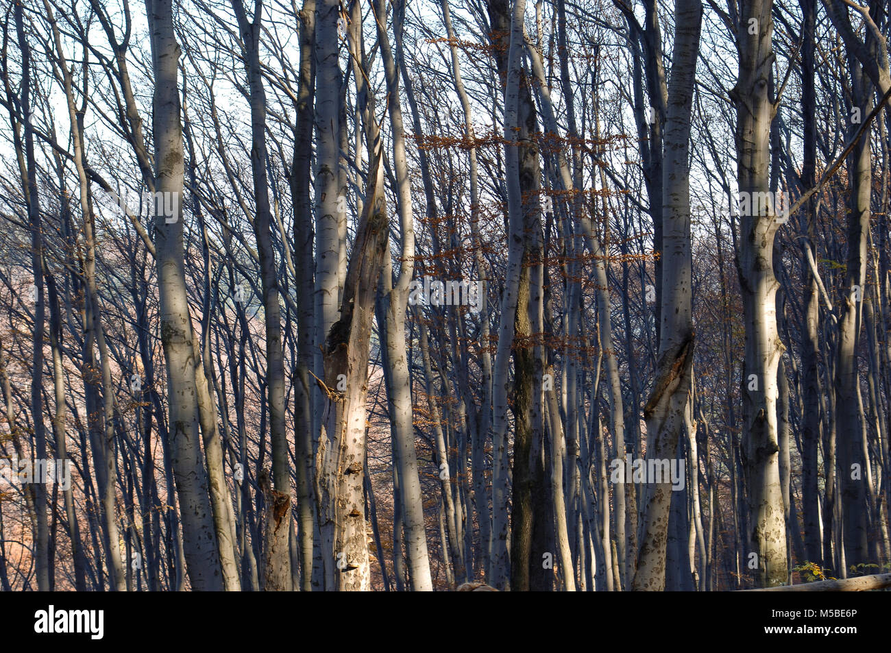 Forest Trees Late Fall Autumn, with Golden Dry Leaves Stock Photo - Alamy