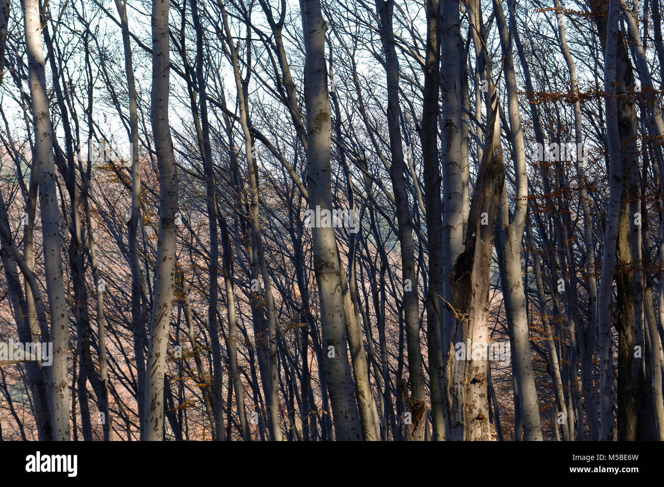 Forest Trees Late Fall Autumn, with Golden Dry Leaves Stock Photo - Alamy