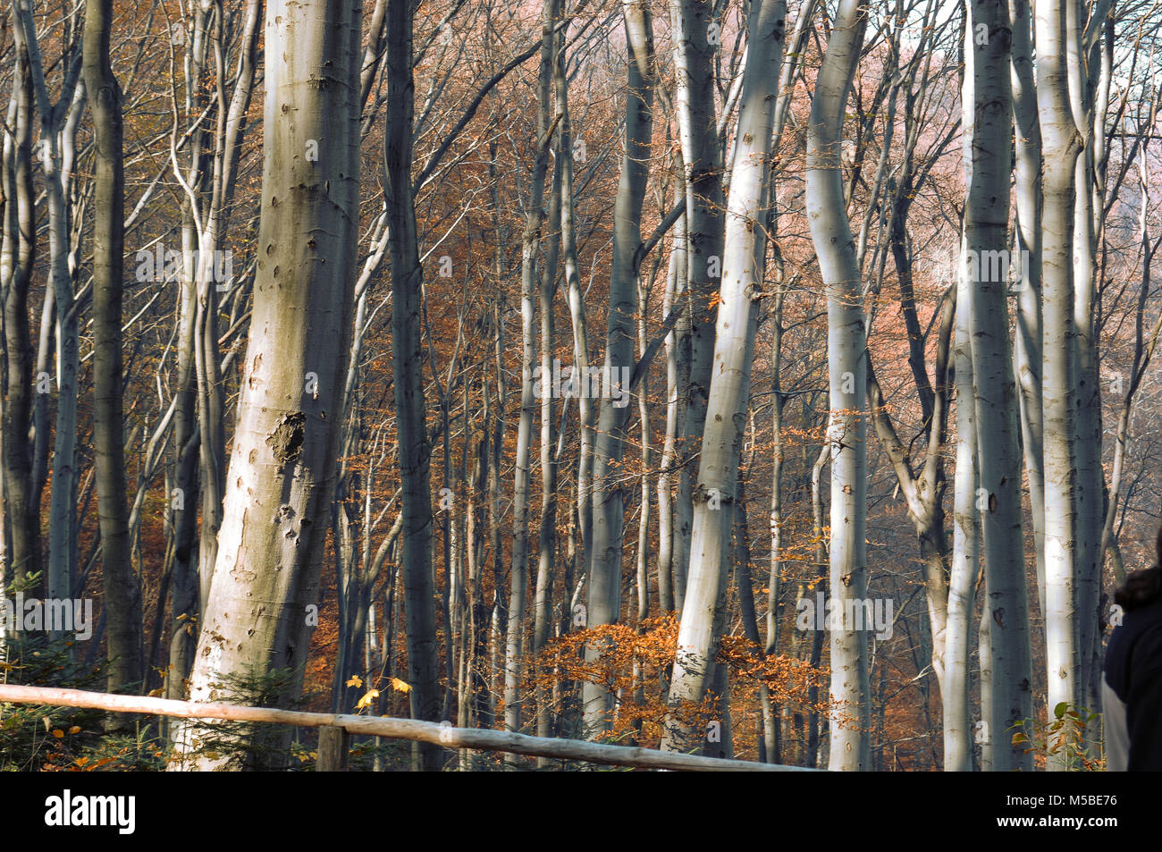 Forest Trees Late Fall Autumn, with Golden Dry Leaves Stock Photo - Alamy