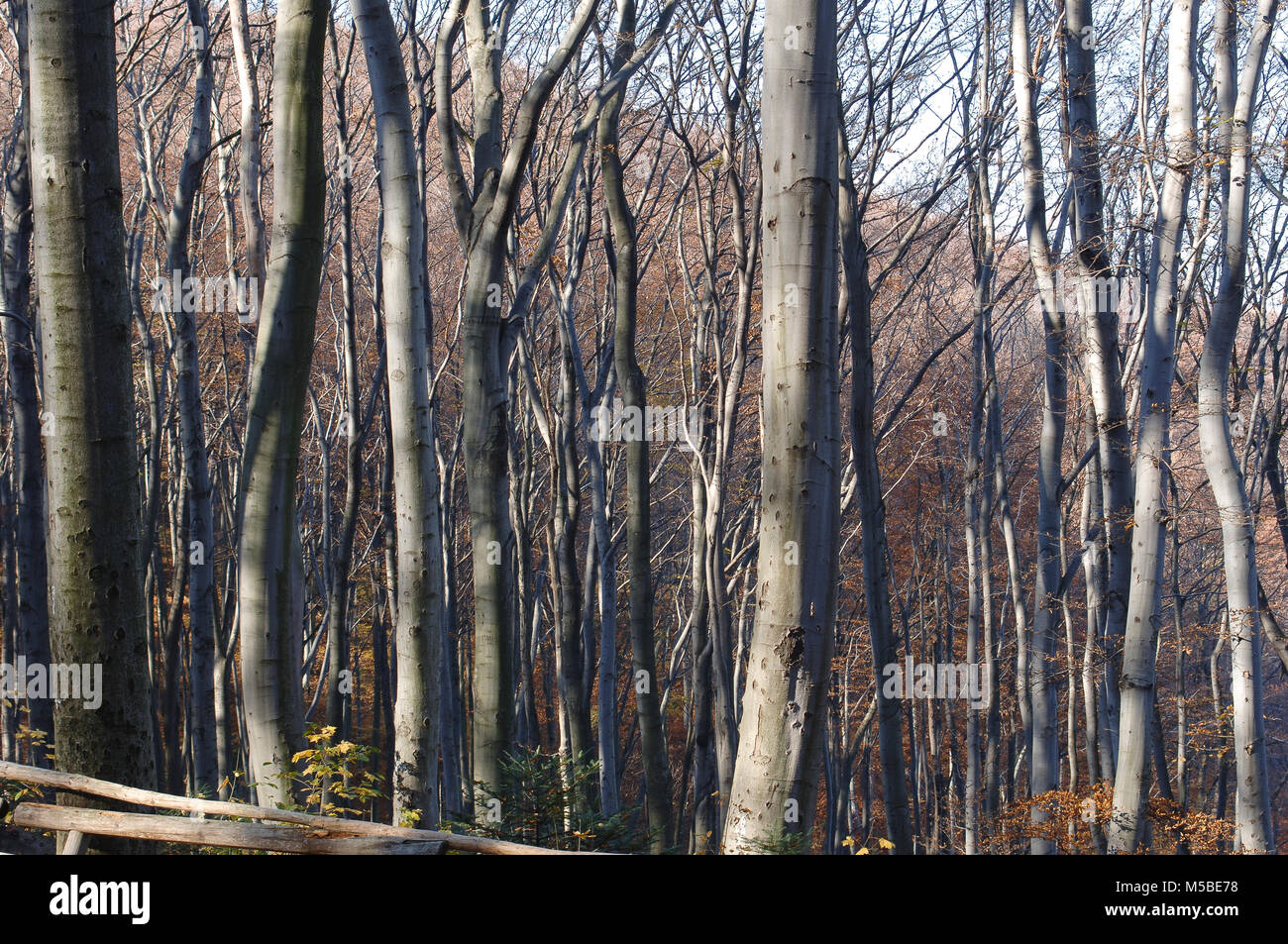 Forest Trees Late Fall Autumn, with Golden Dry Leaves Stock Photo - Alamy