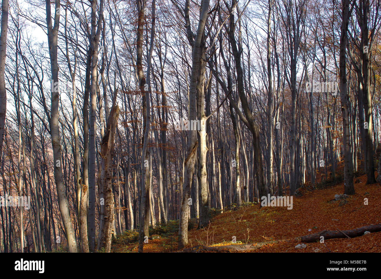 Forest Trees Late Fall Autumn, with Golden Dry Leaves Stock Photo - Alamy