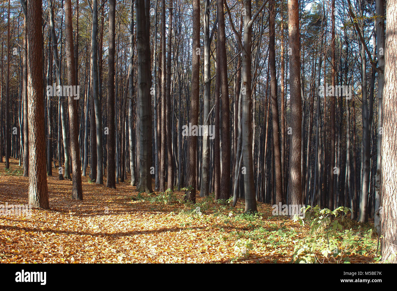 Forest Trees Late Fall Autumn, with Golden Dry Leaves Stock Photo - Alamy
