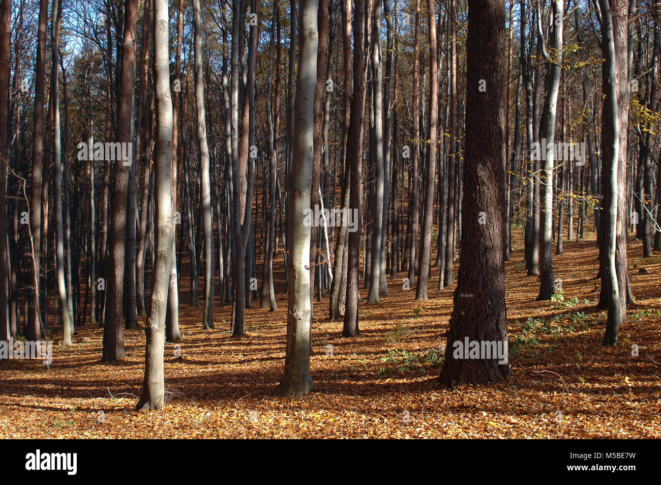 Forest Trees Late Fall Autumn, with Golden Dry Leaves Stock Photo - Alamy