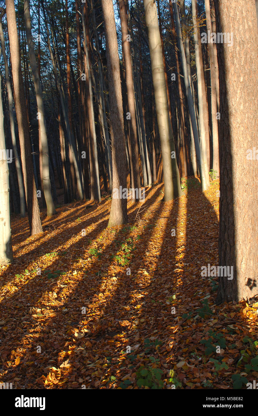 Forest Trees Late Fall Autumn, with Golden Dry Leaves Stock Photo - Alamy
