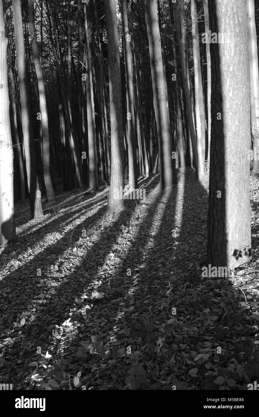 Illuminated tree shade background Black and White Stock Photos & Images ...
