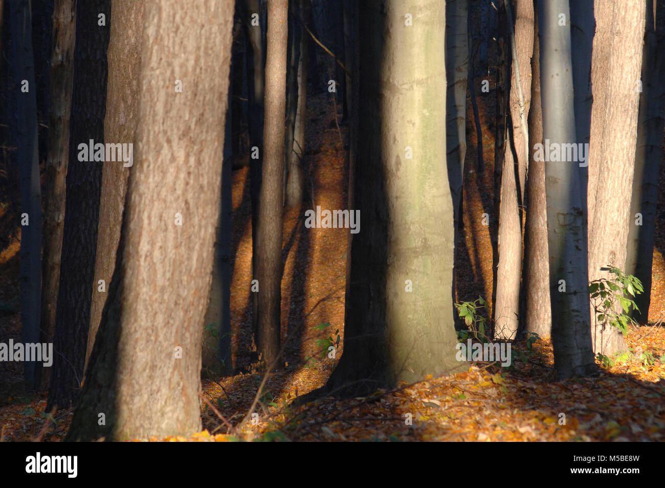 Forest Trees Late Fall Autumn, with Golden Dry Leaves Stock Photo - Alamy