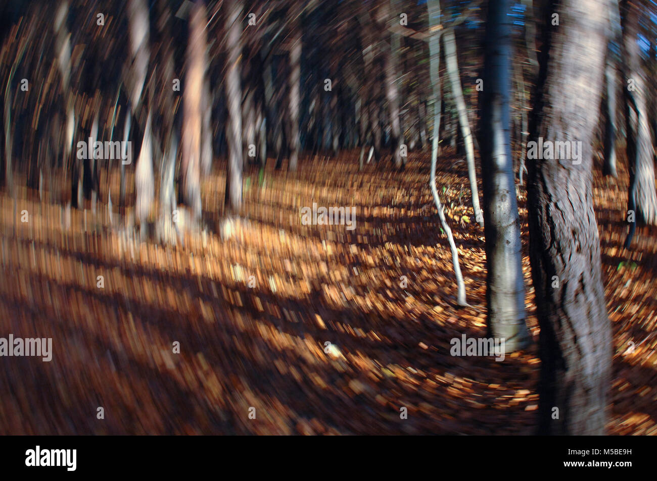 Forest Trees Late Fall Autumn, with Golden Dry Leaves Stock Photo - Alamy