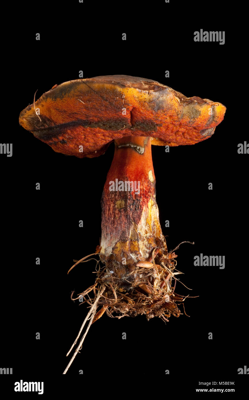 A single Scarletina bolete, Neoboletus luridiformis on a black ...