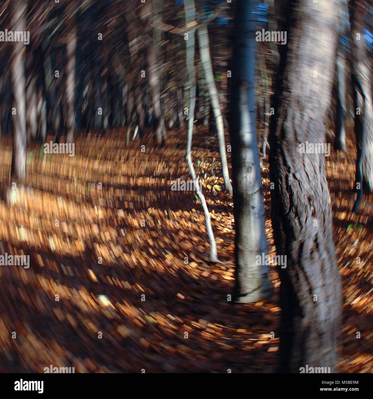 Forest Trees Late Fall Autumn, with Golden Dry Leaves Stock Photo - Alamy