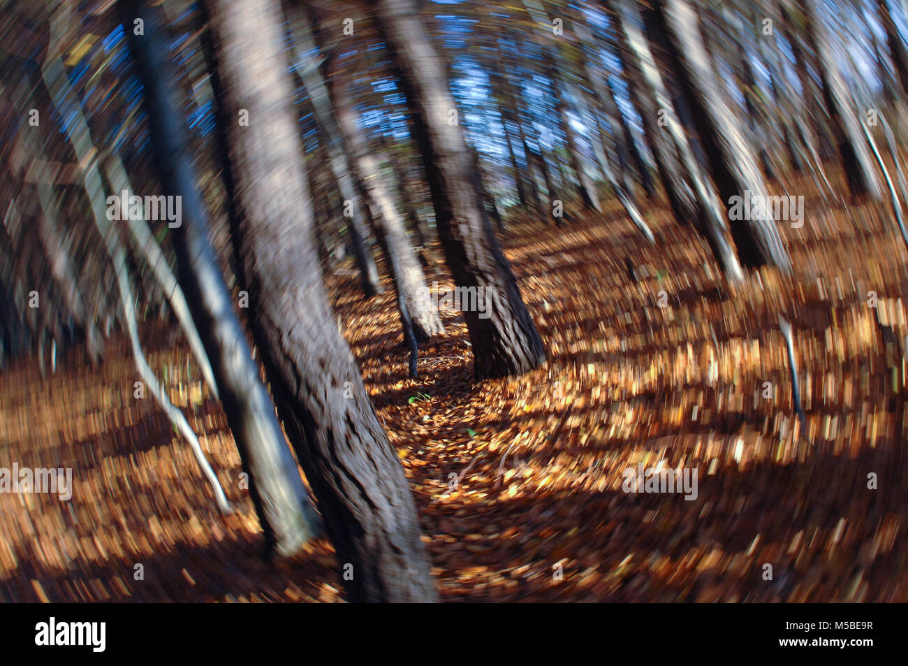 Forest Trees Late Fall Autumn, with Golden Dry Leaves Stock Photo - Alamy