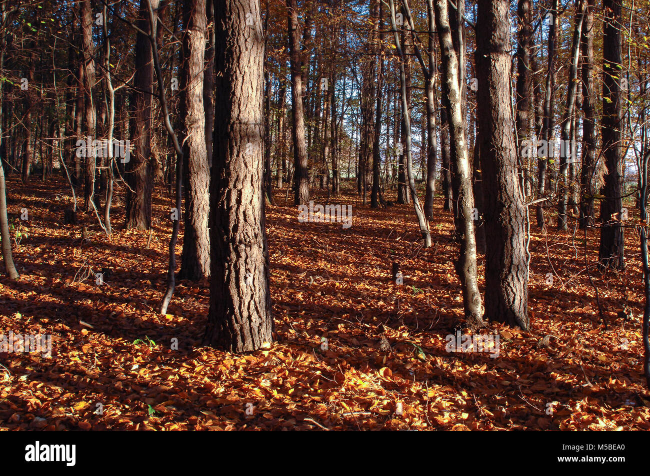 Forest Trees Late Fall Autumn, with Golden Dry Leaves Stock Photo - Alamy