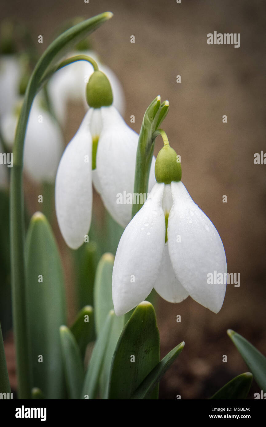Snowdrops under trees hi-res stock photography and images - Alamy