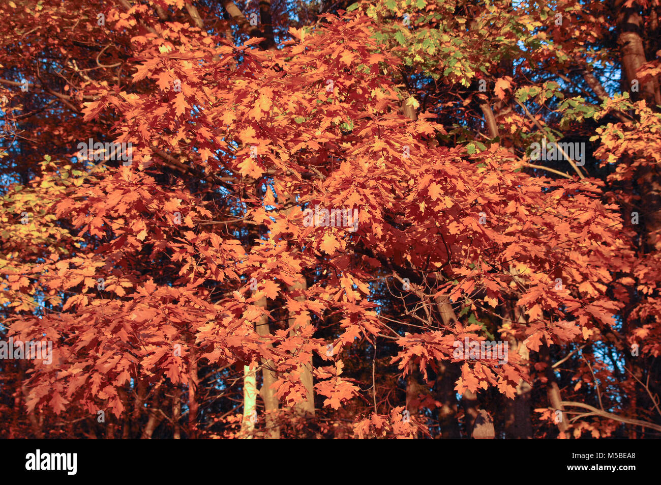 Forest Trees Late Fall Autumn, with Golden Dry Leaves Stock Photo - Alamy
