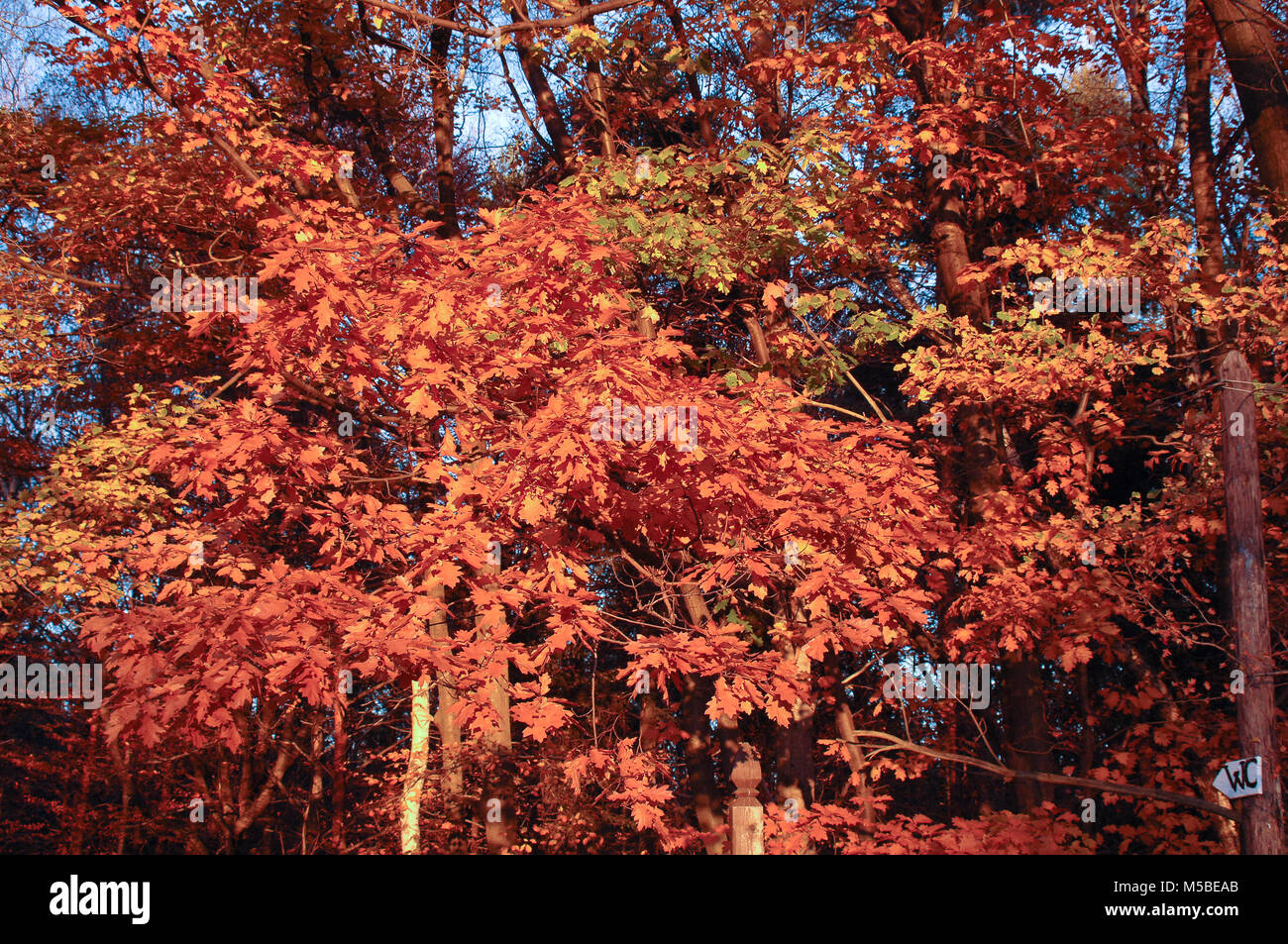Forest Trees Late Fall Autumn, with Golden Dry Leaves Stock Photo - Alamy
