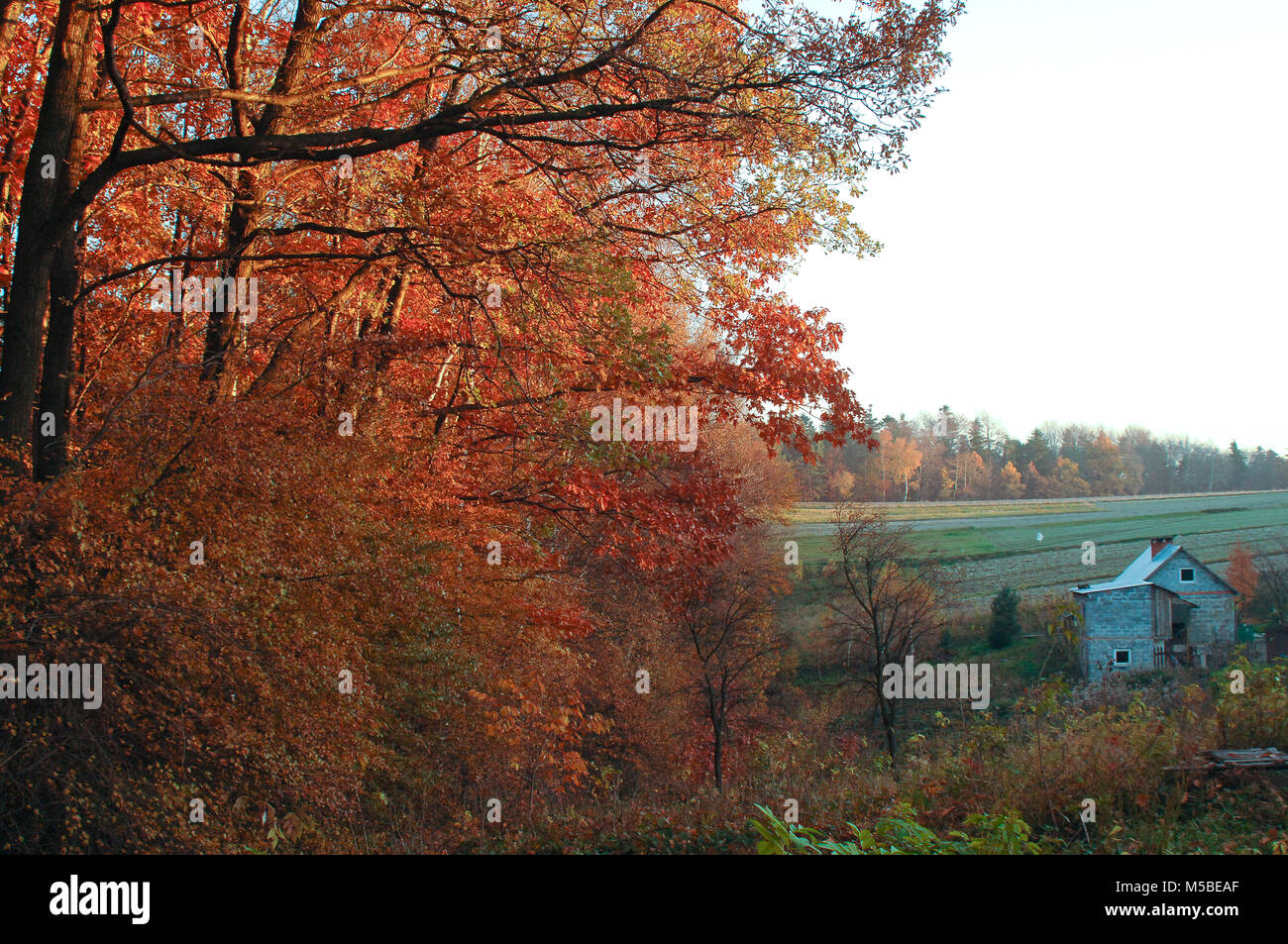 Forest Trees Late Fall Autumn, with Golden Dry Leaves Stock Photo - Alamy